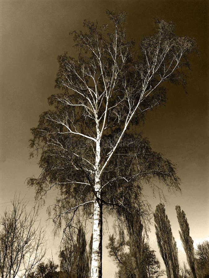 Dark birch tree bark stock photo. Image of background - 13015888