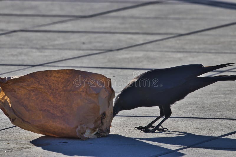 Raven Bird Problem Photos - Free & Royalty-Free Stock Photos from ...