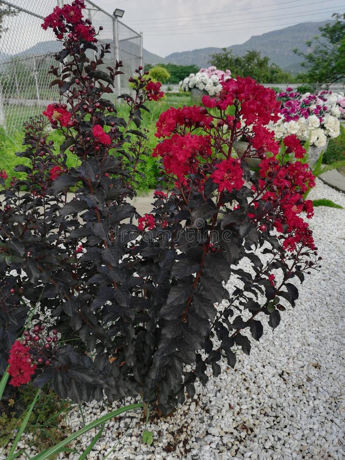 Dark Black with Red Flowers Stock Image - Image of produce, black ...