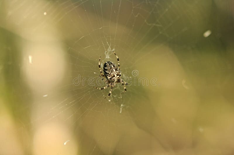 Dark black spider stock photo. Image of scary, horror - 26408494