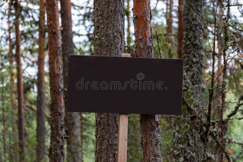 Dark Blank Sign Forest Summer Pine Trees Background Stock Photos - Free ...