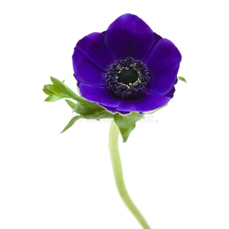 Dark blue Anemone stock image. Image of garden, long - 13211993