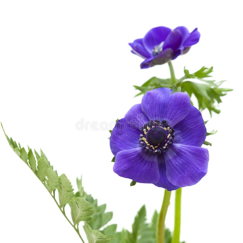 Dark blue anemone stock photo. Image of bloom, season - 40644078