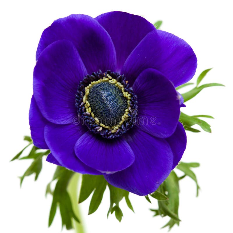 Dark blue anemone stock image. Image of seasonal, nature - 40644261