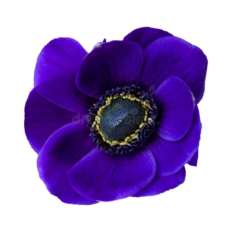 Dark blue Anemone stock image. Image of garden, long - 13211993