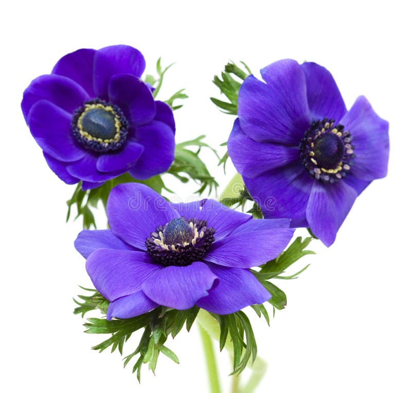Dark Blue Anemone Stock Images - Download 448 Royalty Free Photos