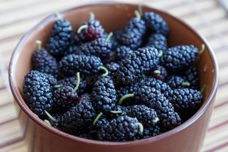 The Berries of the Mulberry Tree Stock Photo - Image of tree, vitamins ...