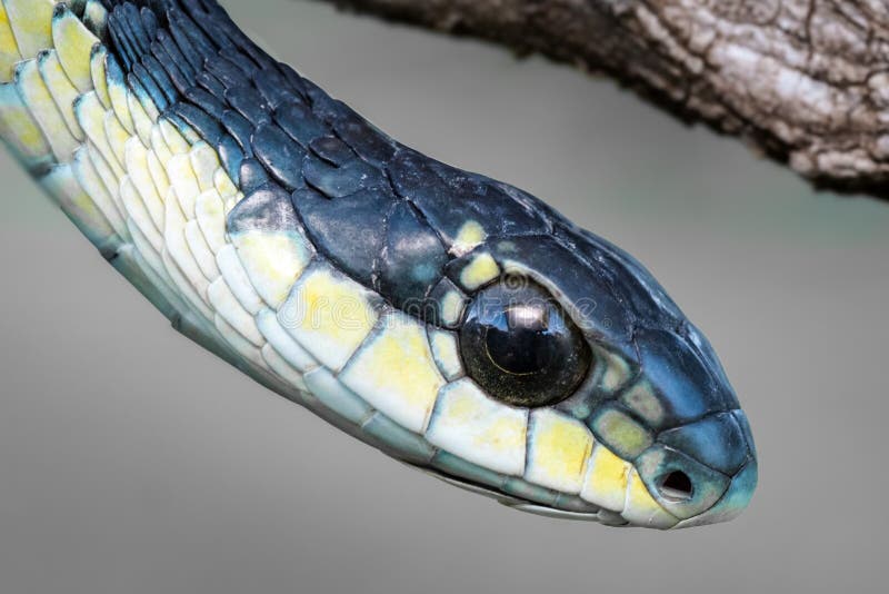 Boomslang Dispholidus Typus Snake Branch Stock Photos - Free & Royalty ...
