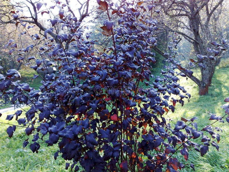 Dark blue bush stock image. Image of bush, garden, blue - 95199427