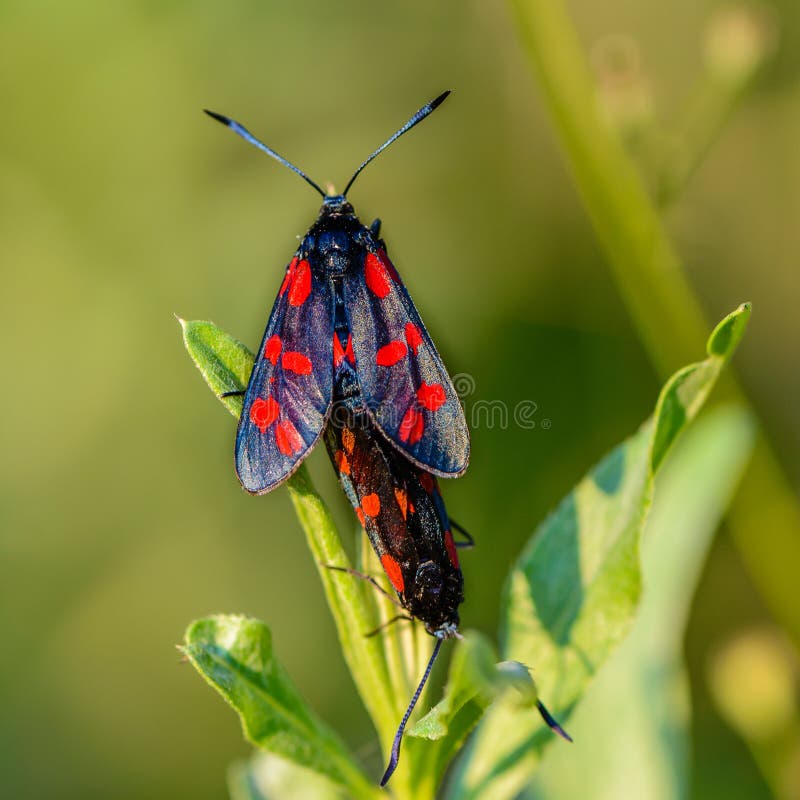 Dark Blue Butterflies with Red Spots Stock Photo - Image of season ...