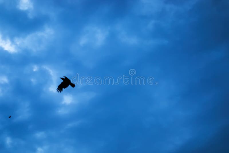 Dark Blue Cloud with White Light Sky Background, Flying Crow Stock ...