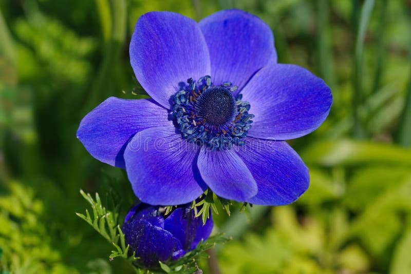 A Dark Blue Crown Anemone with a Bud in Spring . Stock Image - Image of ...
