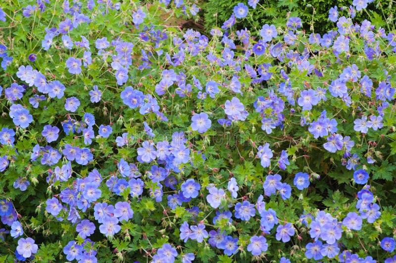 Dark blue flowers stock image. Image of beautiful, bloom - 26210891