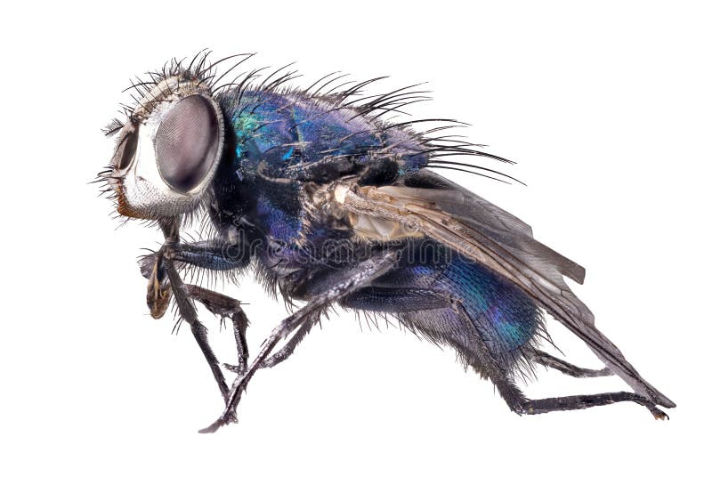 Dark Blue Fly Isolated on White Stock Photo - Image of isolated ...