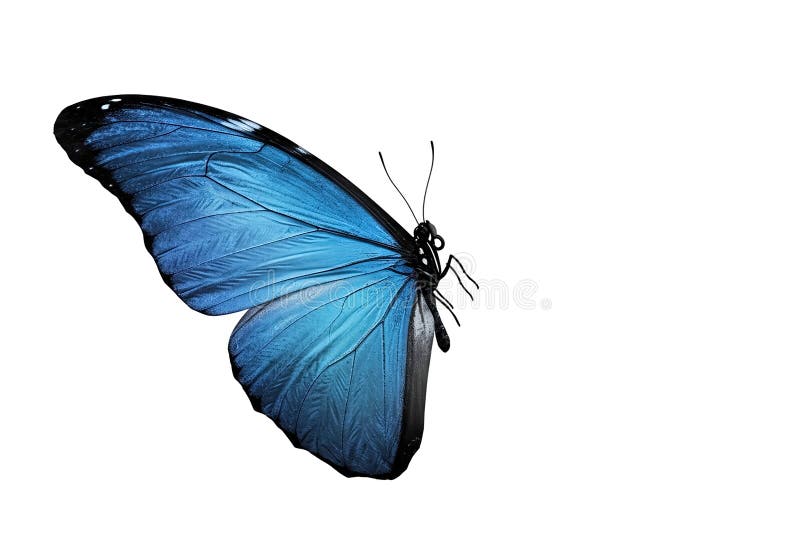 Dark Blue Flying Butterfly Isolated on White Background Stock ...