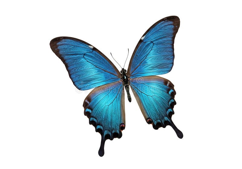 Dark Blue Flying Butterfly Isolated on White Background Stock ...