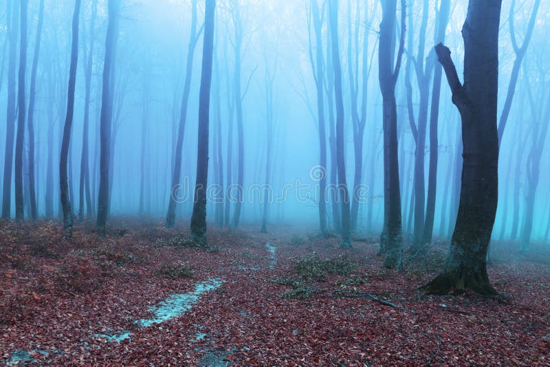 Dark Blue Fog into the Forest Stock Image - Image of dark, fantasy ...