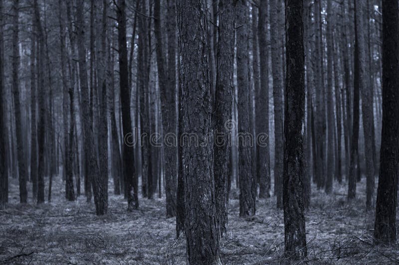 Dark blue forest stock image. Image of black, tree, coniferous - 240896297