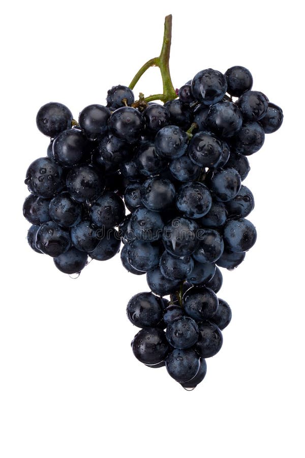 Dark Blue Grape with Leaves Isolated Stock Image - Image of grape ...
