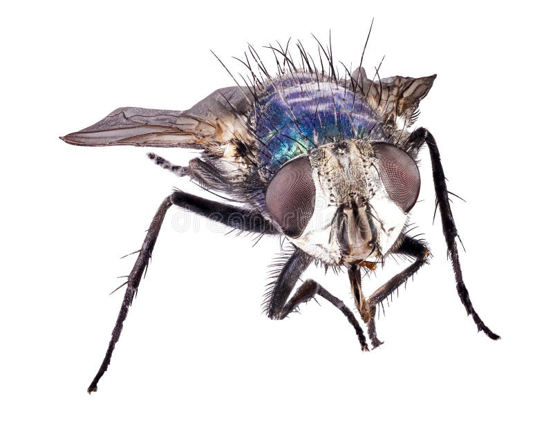 Dark Blue Hairy Fly Isolated on White Stock Photo - Image of animal ...