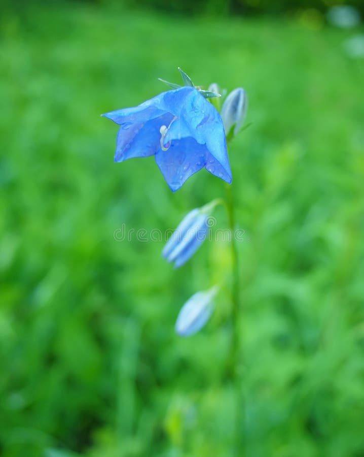 Dark Blue Hand Bell on a Meadow Stock Photo - Image of gift, decorative ...
