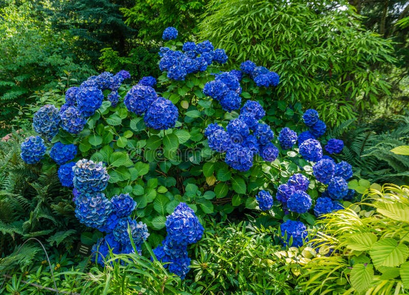 Dark Blue Hydrangea Bush stock image. Image of dark - 157285989