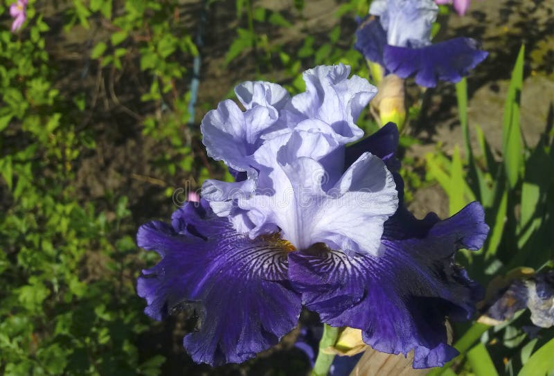 Dark blue iris stock photo. Image of good, flora, ireland - 95471100
