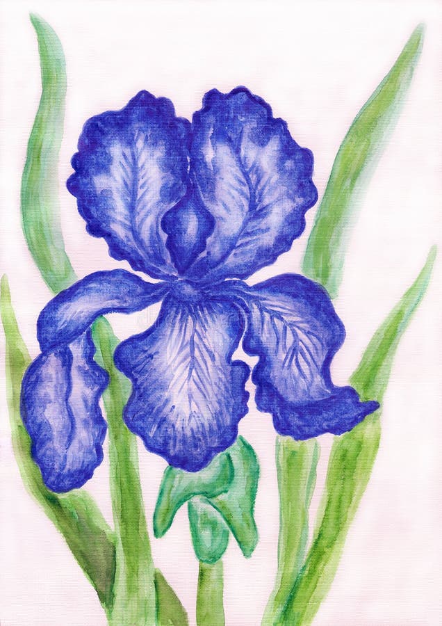 Dark blue iris, painting stock illustration. Illustration of nature ...