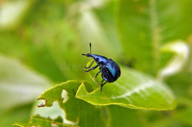 373 Blue Weevil Stock Photos - Free & Royalty-Free Stock Photos from ...