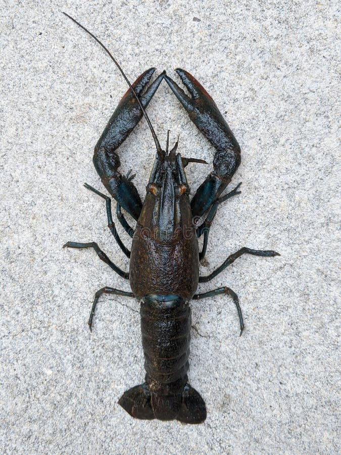 Dark Blue Lobster on the Ground, Top View Shot Stock Image - Image of ...