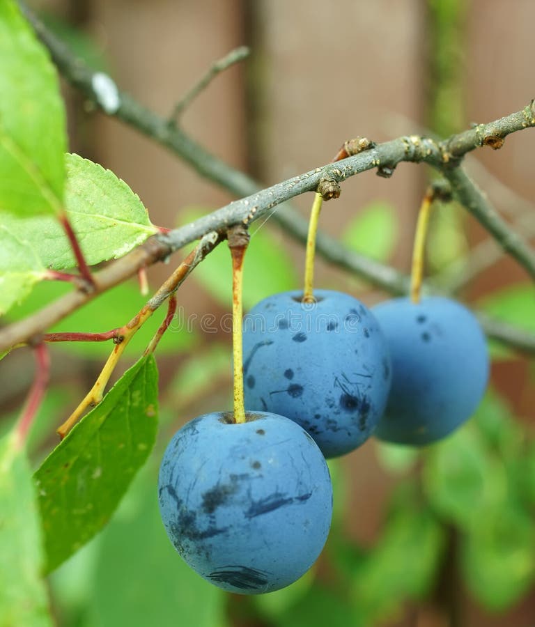 Plum Tree With Ripe Dark Blue Damson Plums Stock Photo - Image of ...