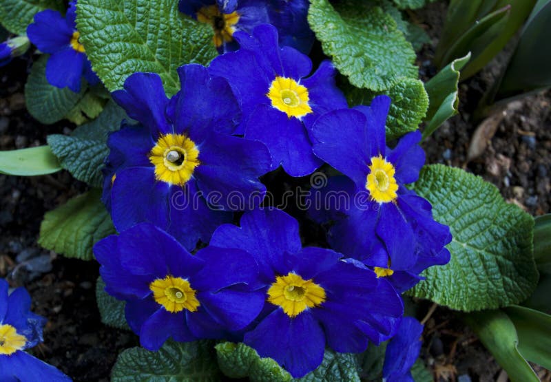 Dark blue primula flowers stock image. Image of backgrounds - 39653343