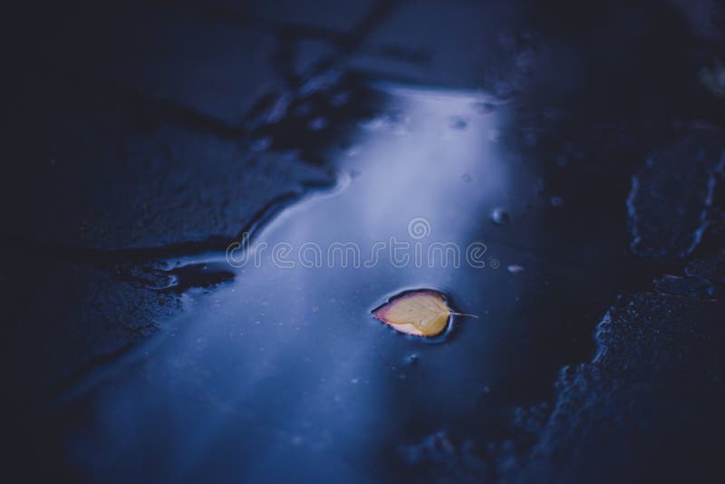Dark Blue Puddle with Yellow Leaf in Water Stock Image - Image of ...