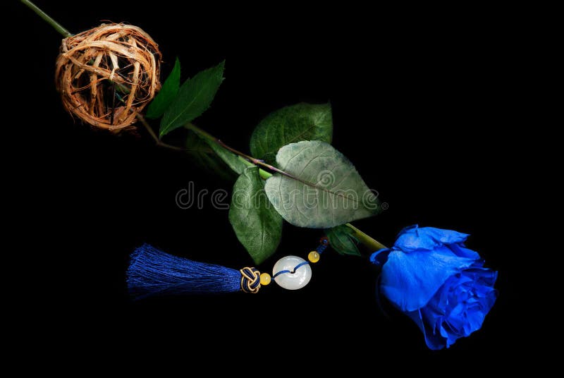 Dark blue rose stock photo. Image of beautiful, anniversary - 209703554