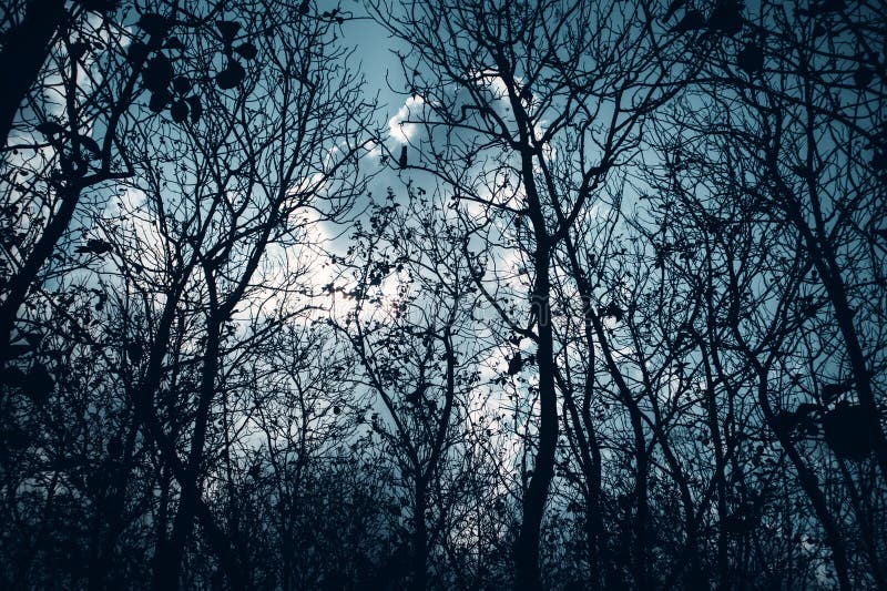 Dark blue spooky forrest stock image. Image of environment - 295815287