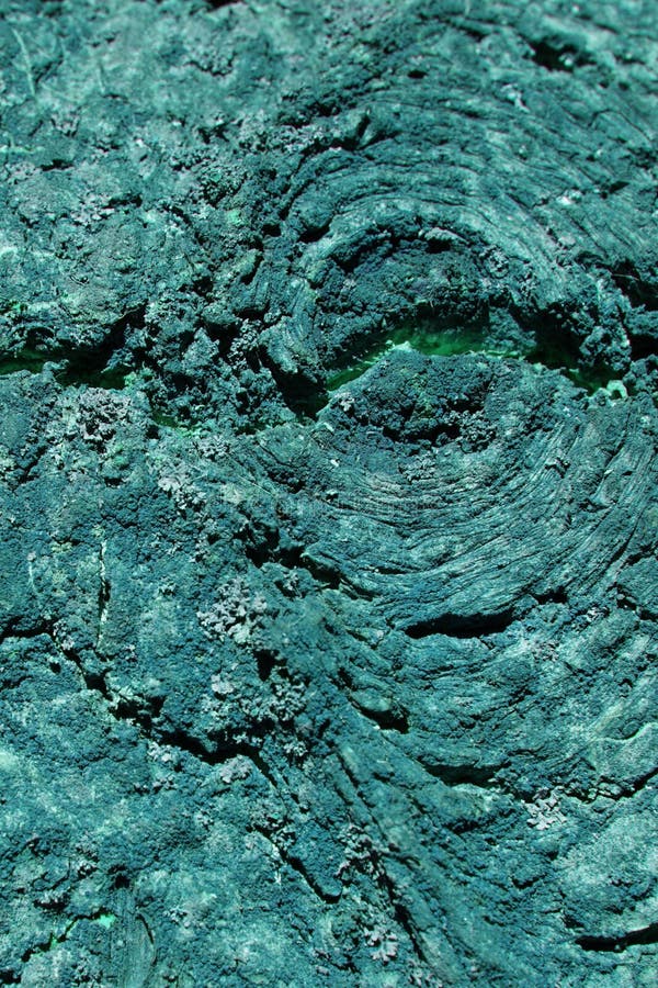 Blue tree bark. stock image. Image of flora, abstract - 144440385