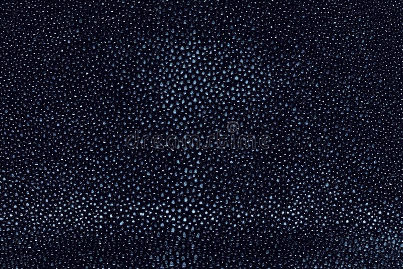 Dark Blue Stingray Skin Texture Stock Photo - Image of pattern, animal ...