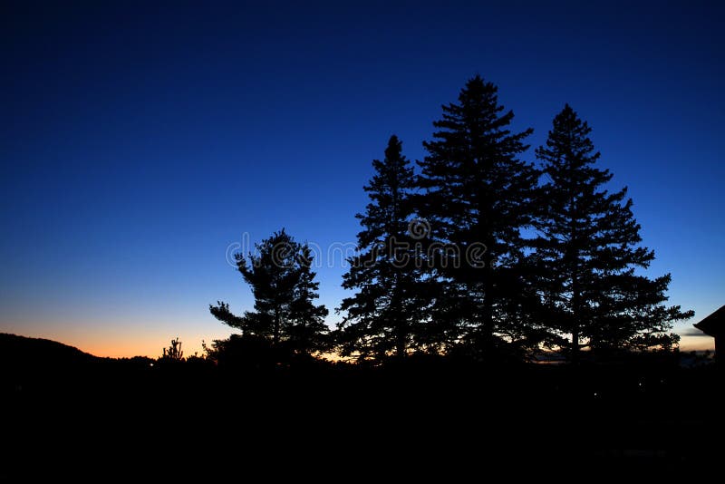 Dark Blue Sunset with Pine Cone Trees Silouhette Stock Image - Image of ...