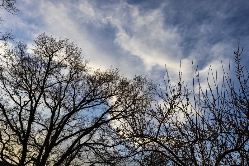 Dark Blue Sunset Sky with Tree Silhouettes Landscape Stock Image ...