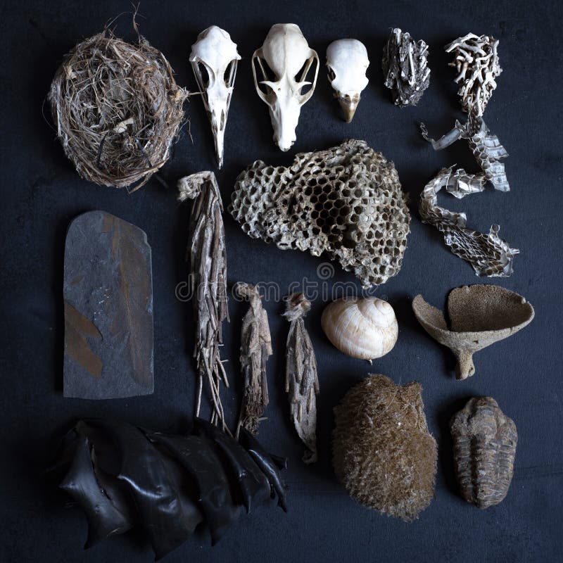 Dark Blue Surface with Different Ancient Shells, Skulls, and Nest Stock ...