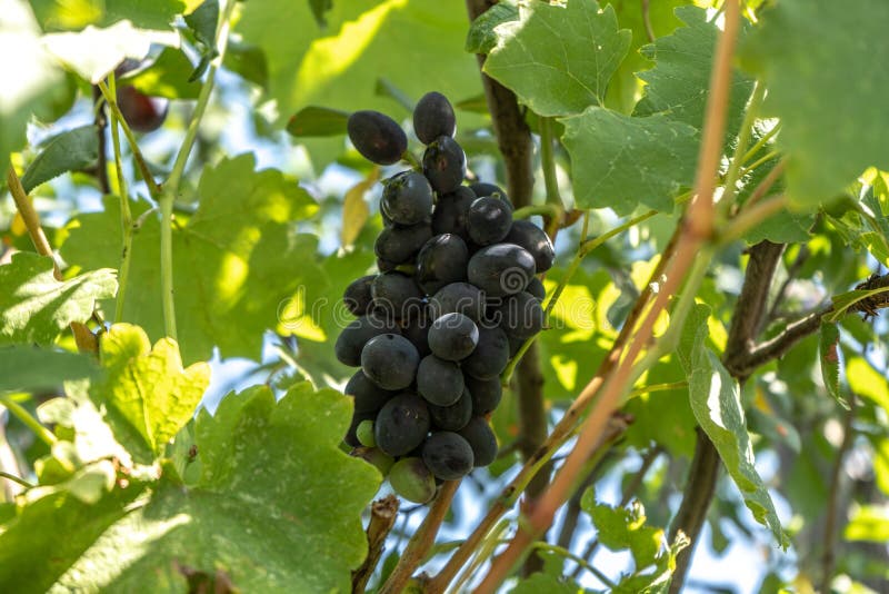 Dark Blue Wine Grape on a Bush, Summer Harvest Stock Photo - Image of ...