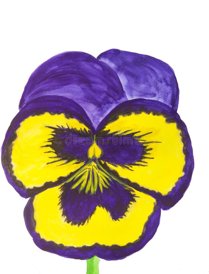 Yellow Pansy Flowers with Leaves on a White Background Stock Vector ...