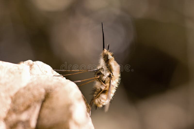 Dark-bordered Bee Fly Bombylius Major Stock Image - Image of fauna ...