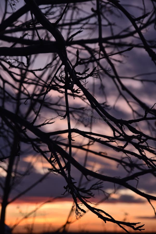 Dark Branches of Mountain Ash on the Background of a Red-blue Sunset ...