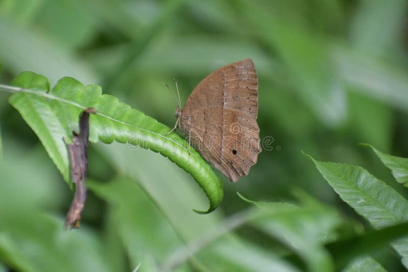 Dark Brand Bush Brown Butterfly Stock Photo - Image of butterfly ...