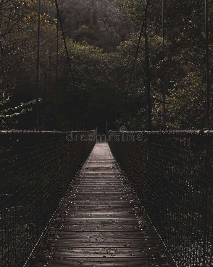 Dark Bridge in the forest stock photo. Image of wood - 205142610