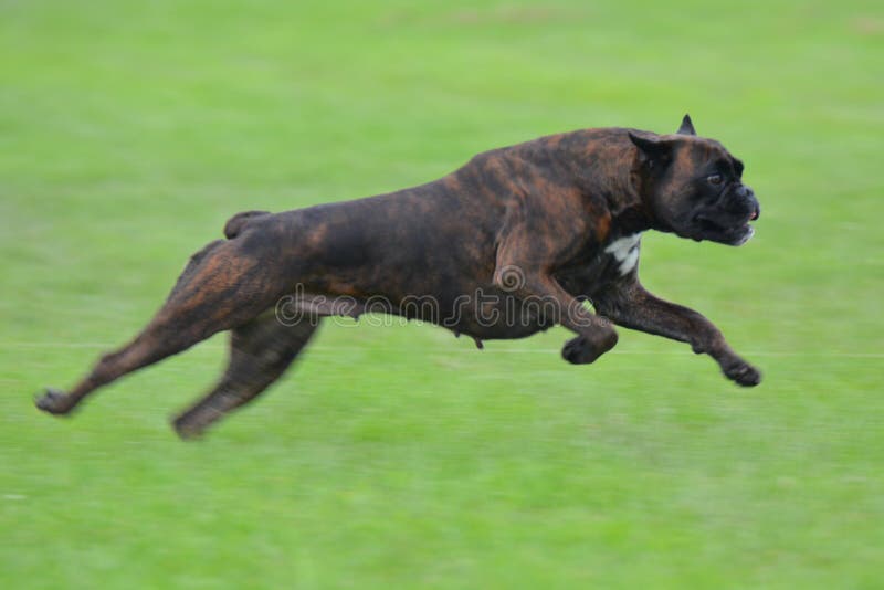 Dark Brindle Boxer Running in the Yard and Playing. Stock Image - Image ...