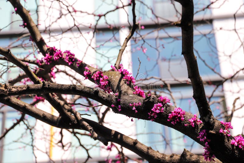 A Dark Brown Bare Winter Tree with Purple Buds Sprouting on Its ...