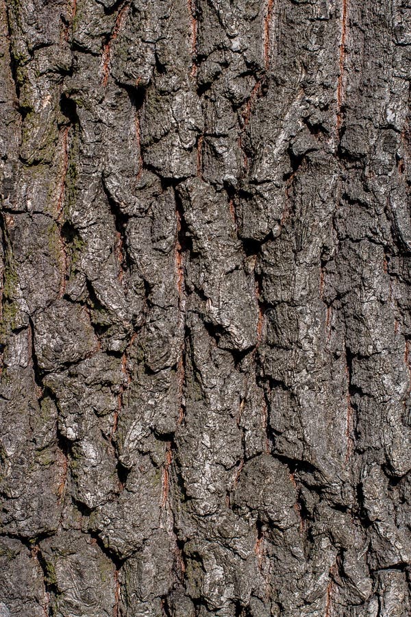 Dark brown bark texture stock photo. Image of background - 106675964