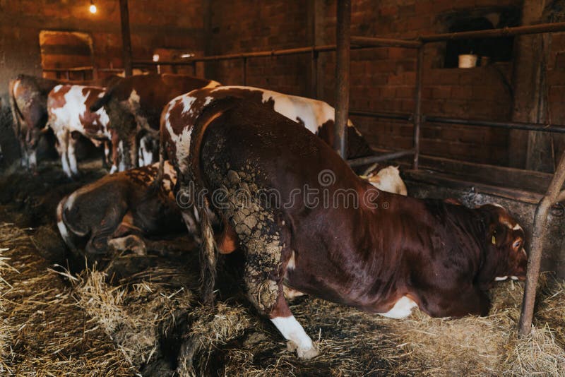 Dark brown bulls in a barn stock image. Image of bulls - 234493315